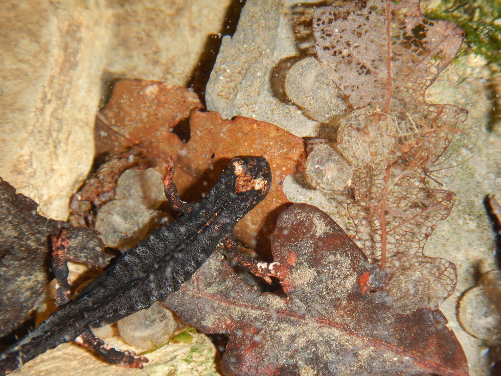 Northern Spectacled Salamander in January 2022 by giacomo_bruni ...