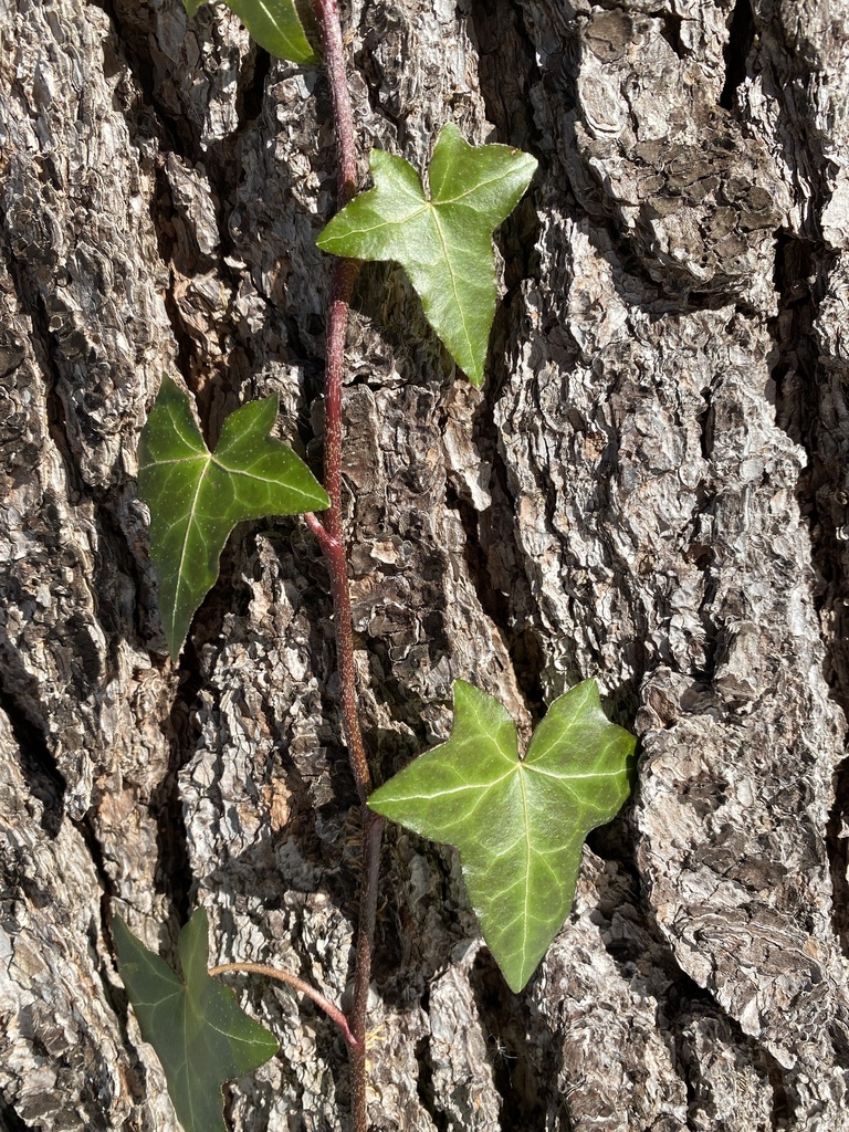 common ivy from Moon Hill Rd, Lexington, MA, US on January 31, 2022 at ...