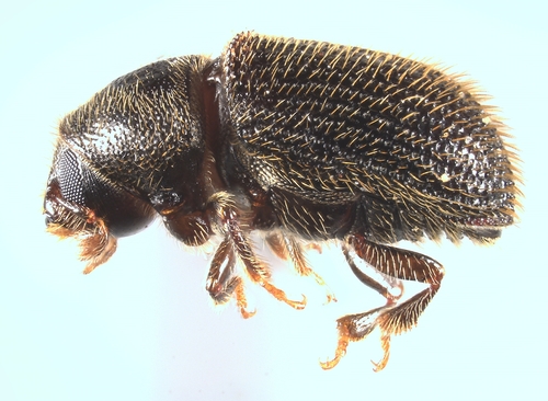 Peach Bark Beetle (Phloeotribus liminaris) · iNaturalist