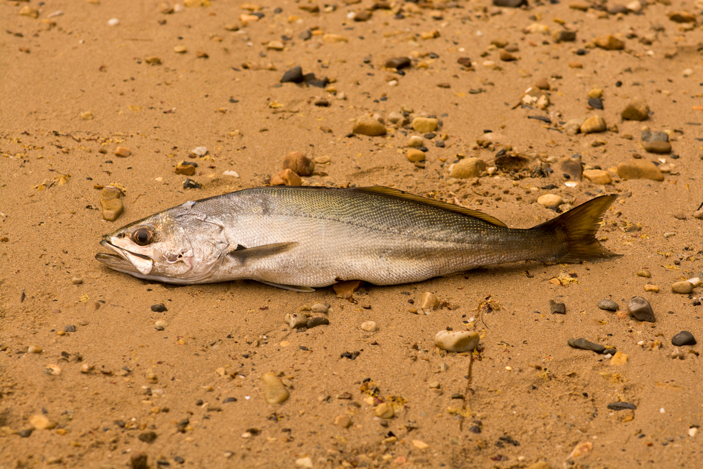 Teraglin from Salt River Mouth, Naturesvalley, South Africa on January ...