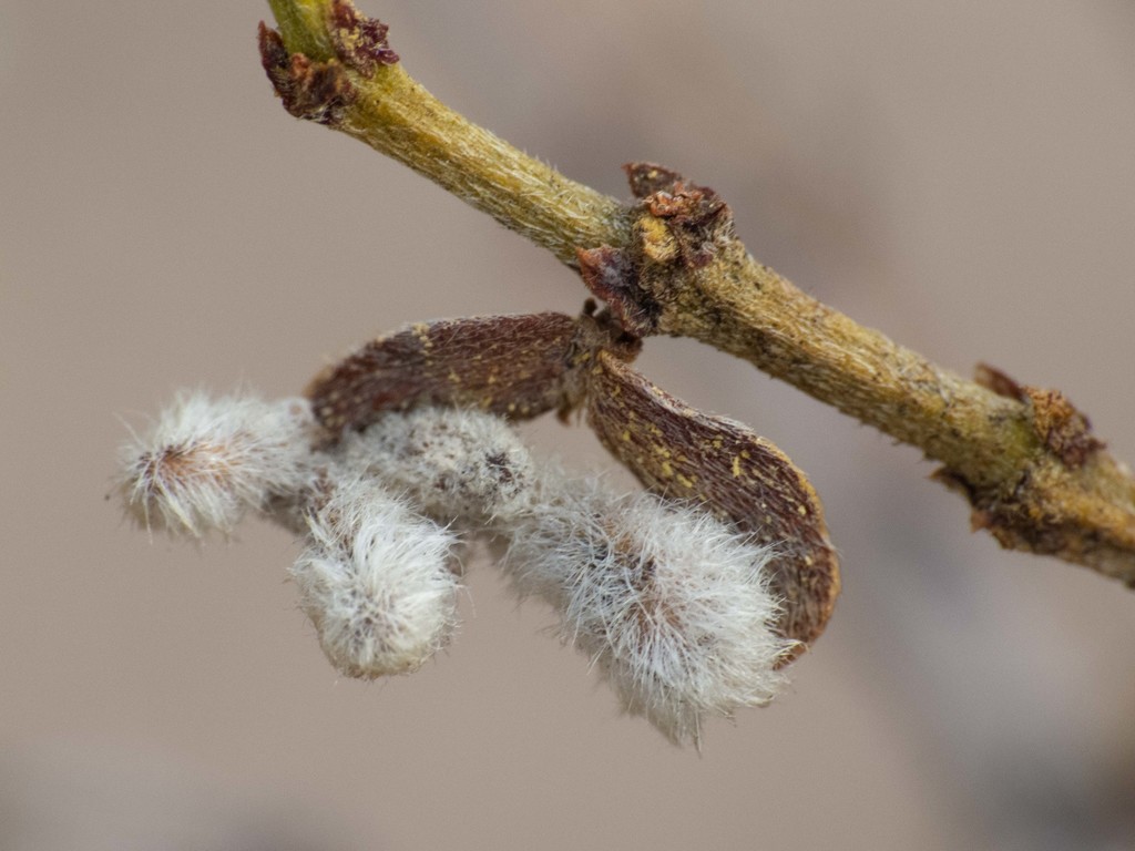Creosote Pilose Gall Midge from Pinnacle Peak Ranchos, Scottsdale, AZ ...