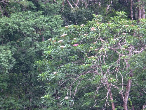 Hortia excelsa · iNaturalist