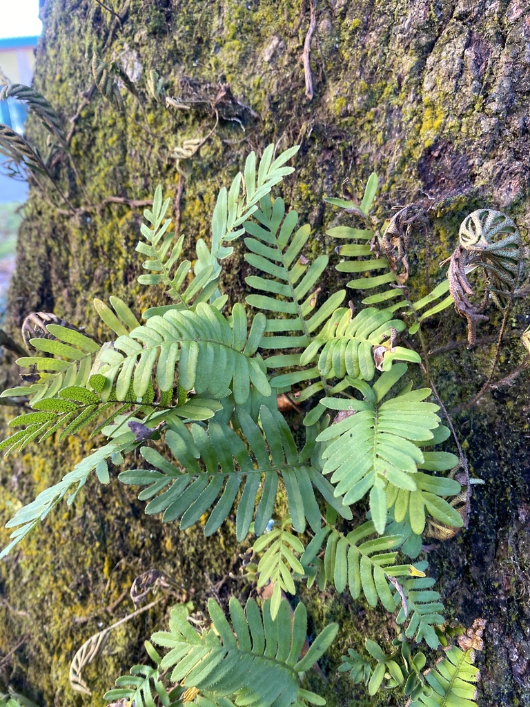 eupolypods I from Usf cypress b on January 31, 2022 by torresa2011. I ... eupolypods I from Usf cypress b on January 31, 2022 by torresa2011. I ...