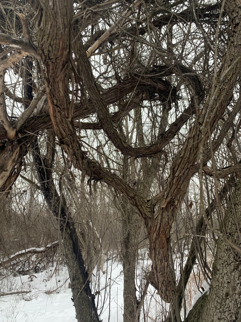 weeping willow from Halton Hills, ON, CA on January 31, 2022 at 01:31 ...