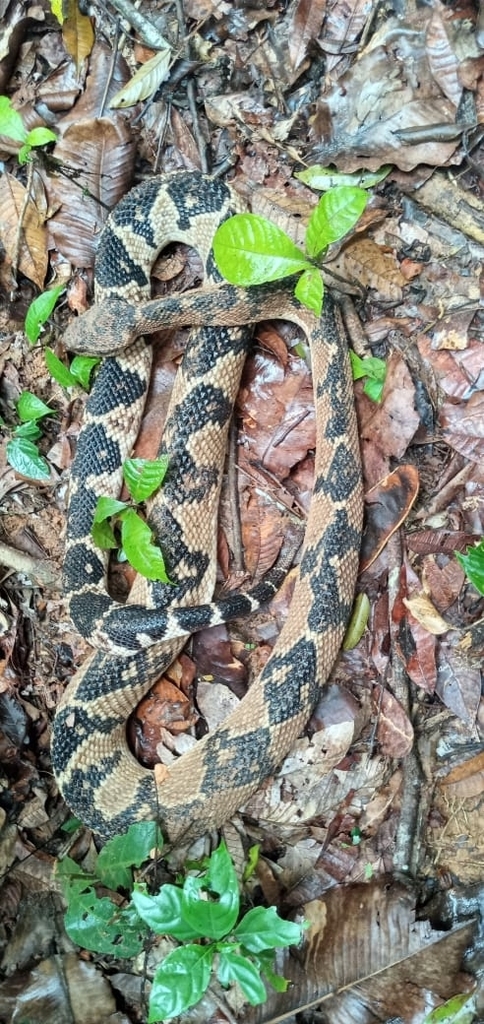 South American Bushmaster in January 2022 by Paúl Cárdenas · iNaturalist
