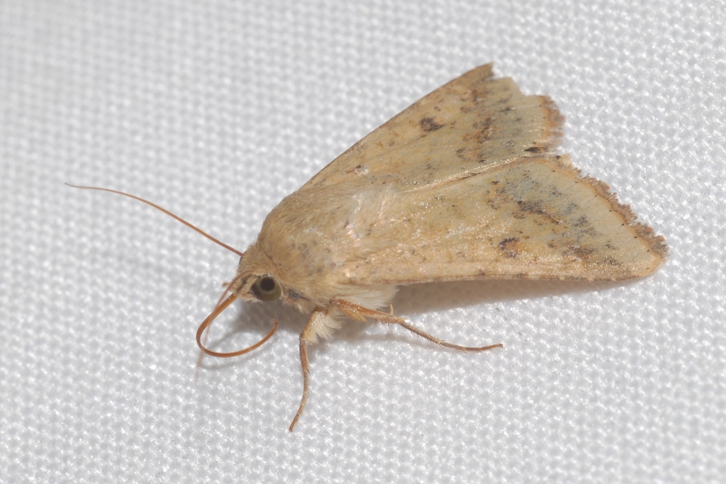 Cotton Bollworm Moth in August 2018 by Philippe Geniez · iNaturalist