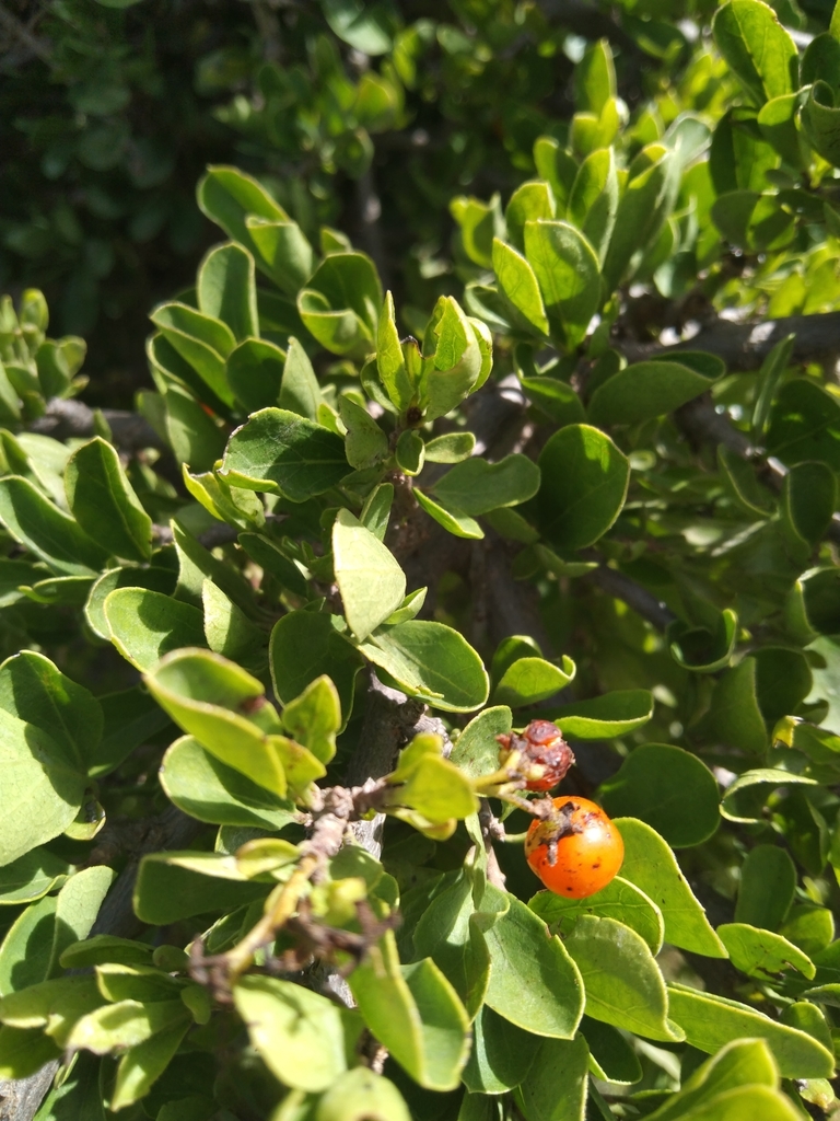 Bluebush from Rustenburg, South Africa on January 22, 2022 at 09:10 AM ...