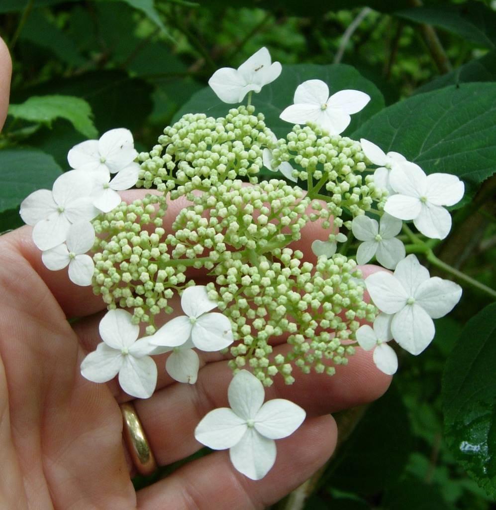 wild hydrangea (Medicinal Plants of KY) · iNaturalist