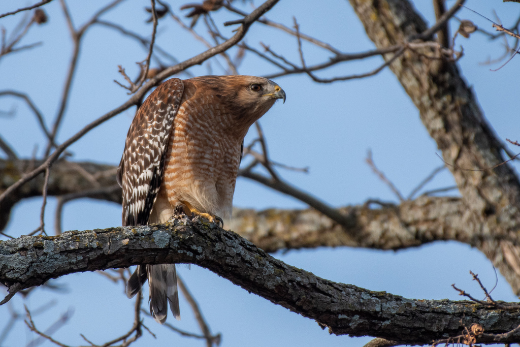 Red-shouldered Hawk from West Arlington, Arlington, TX, USA on January ...