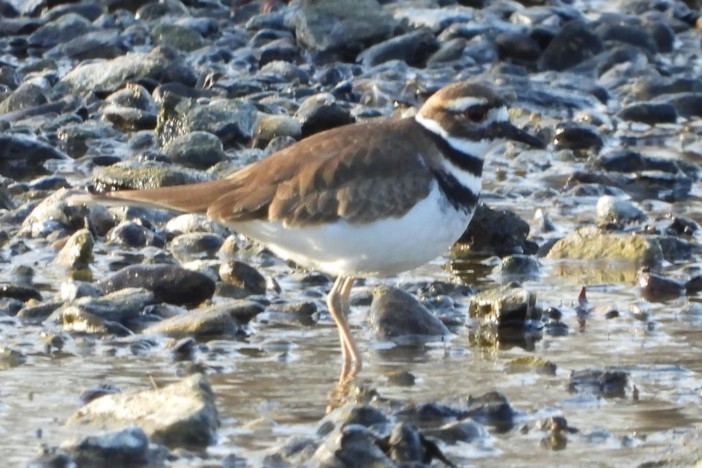 Killdeer from Lewisville, TX, USA on January 31, 2022 at 08:38 AM by ...