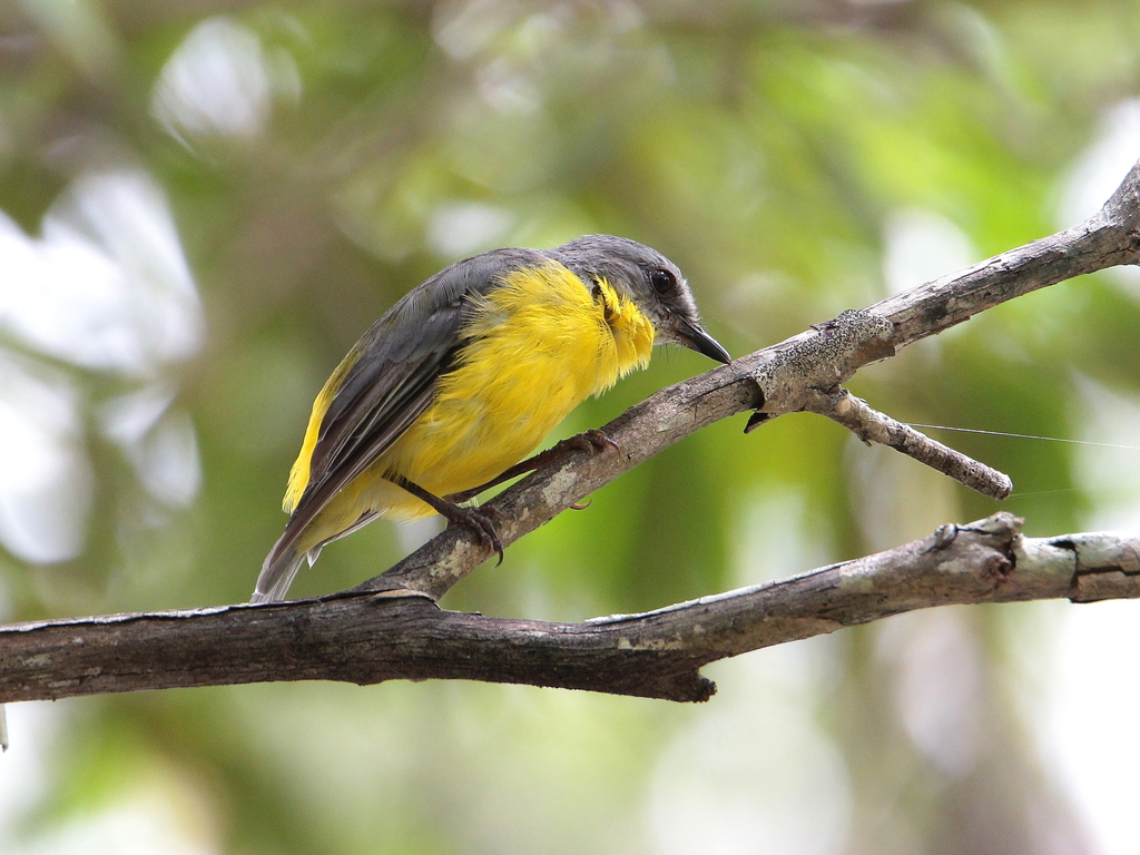 Eastern Yellow Robin from Mareeba QLD 4880, Australia on January 31 ...