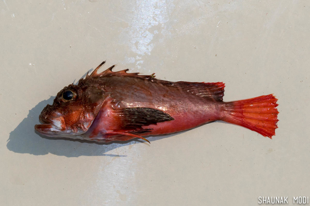 Obliquebanded Stingfish (Minous dempsterae) - Marine Life Identification