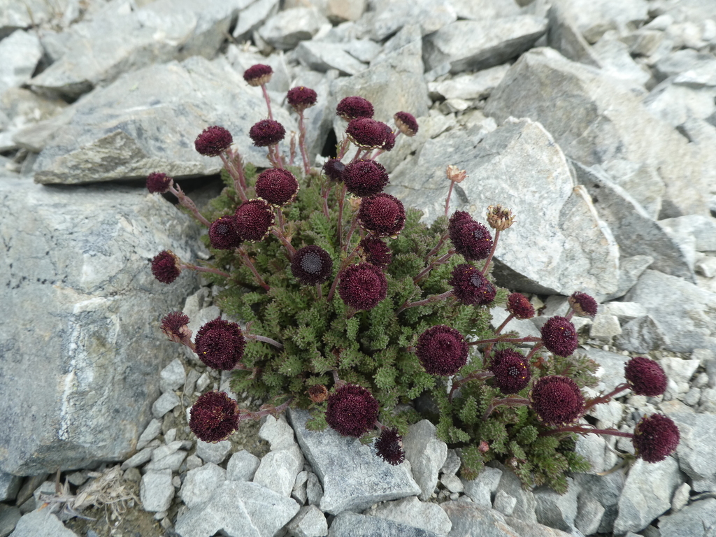 Leptinella atrata from Selwyn District, Canterbury, New Zealand on ...