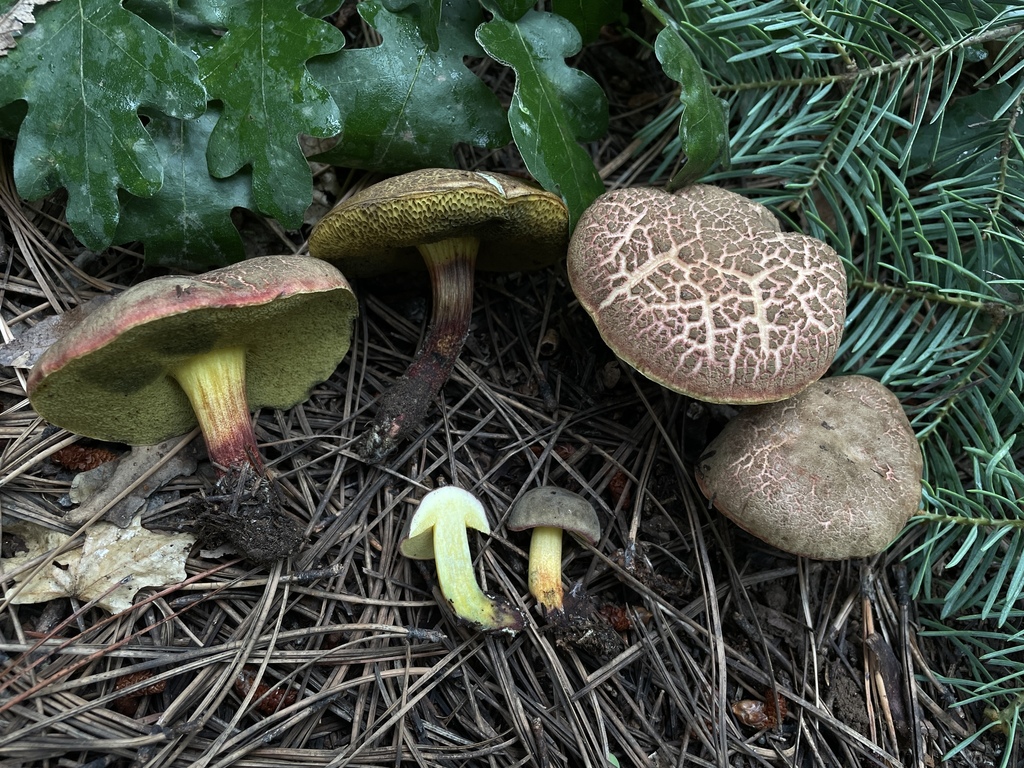 cracked-cap bolete in August 2021 by Jonathan Frank. same as NS4888 DNA ...