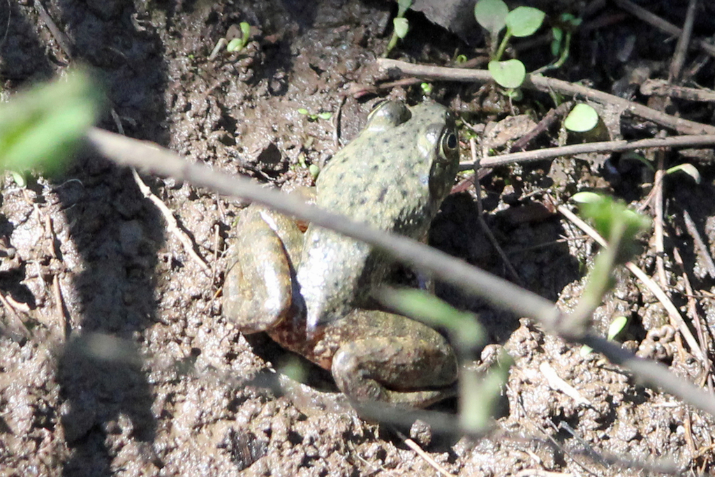 American Bullfrog from Hillsboro, OR, USA on March 26, 2015 at 12:54 PM ...
