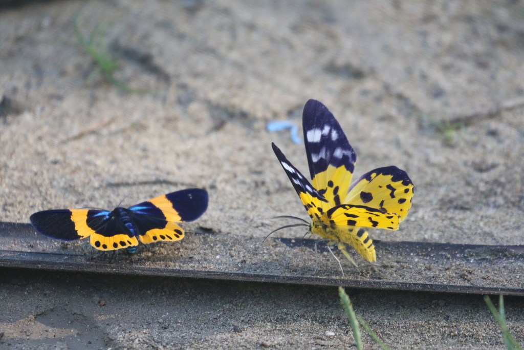 False Tiger Moths from Lakhipathar Block, Assam 786171, India on ...