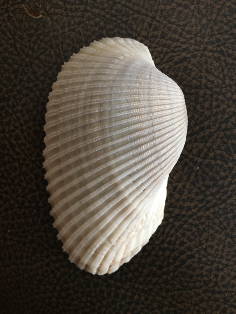Cut-Ribbed Ark from Gulf of Mexico, , AL, US on May 11, 2018 at 08:29 ...