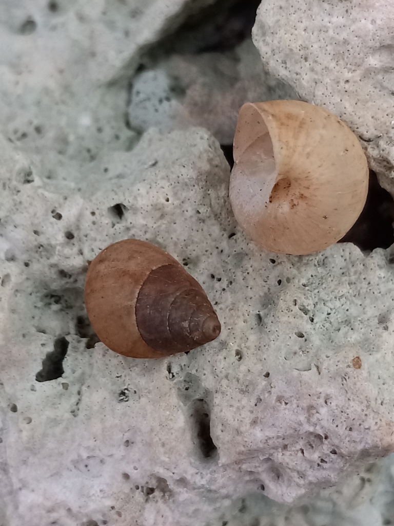 West Indian Bulimulus from F38J+C7R, Santo Domingo 10106, Dominican ...