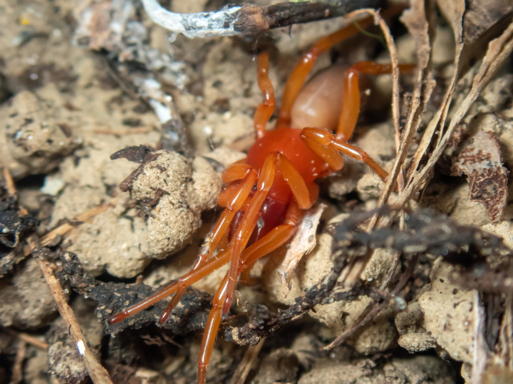 Woodlouse Spider from Elsdon, Porirua 5022, New Zealand on January 22 ...