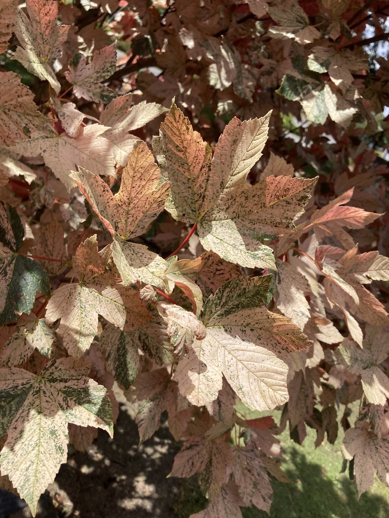 sycamore maple from Christchurch including Banks Peninsula, NZ-CA, NZ ...