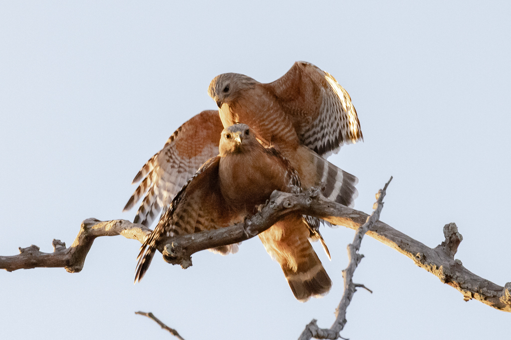 Red Shouldered Hawk From Clairemont San Diego Ca Usa On January 30
