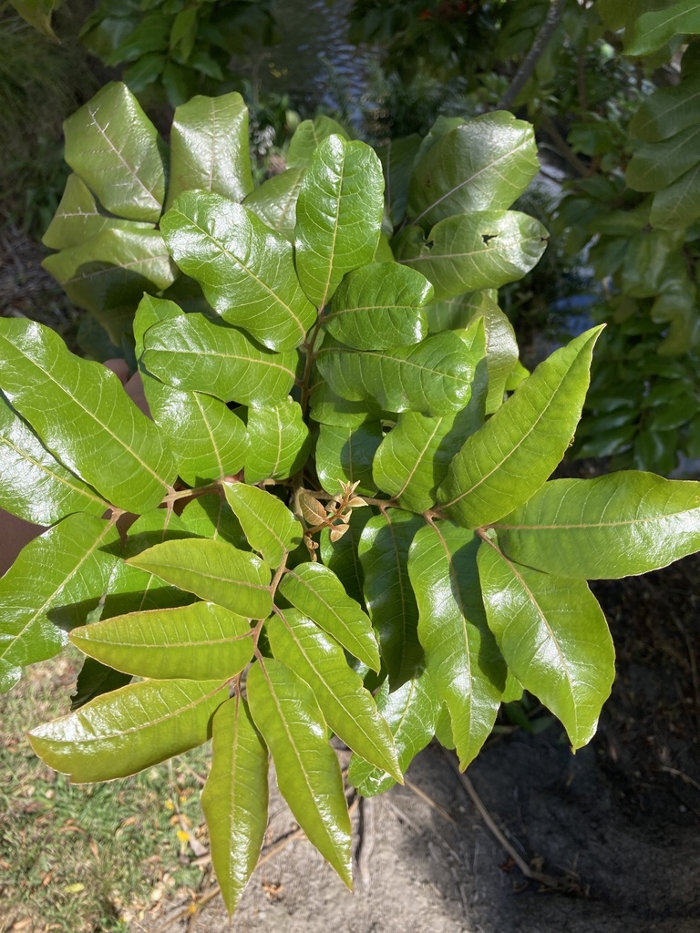 Titoki from Christchurch including Banks Peninsula, NZ-CA, NZ on ...
