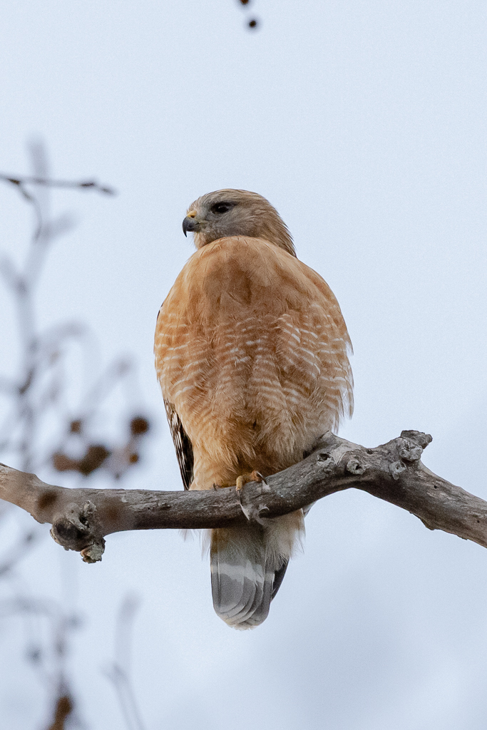 Red-shouldered Hawk from Clairemont, San Diego, CA, USA on January 30 ...