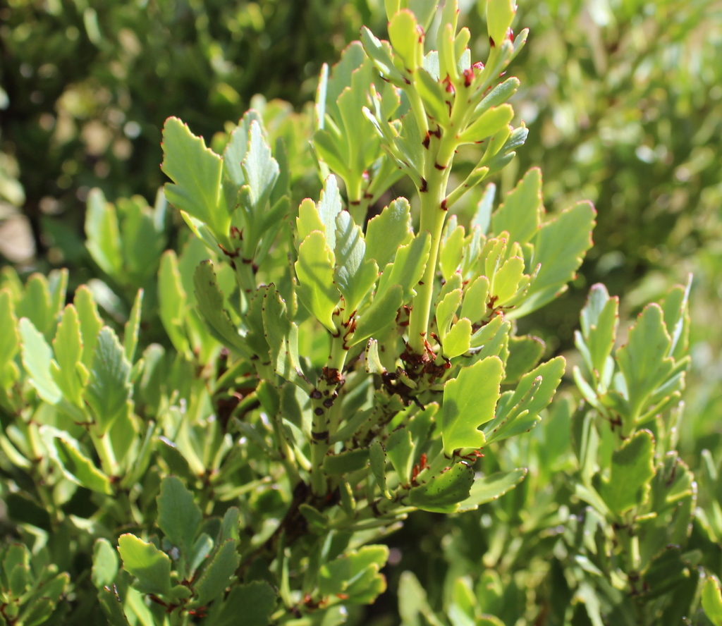 mountain toatoa from Craigieburn Forest Park, Craigieburn Forest Park ...