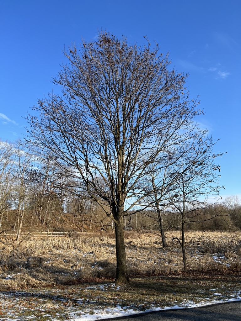 Norway maple from 6429 Glatfelters Station Rd, Seven Valleys, PA 17360 ...