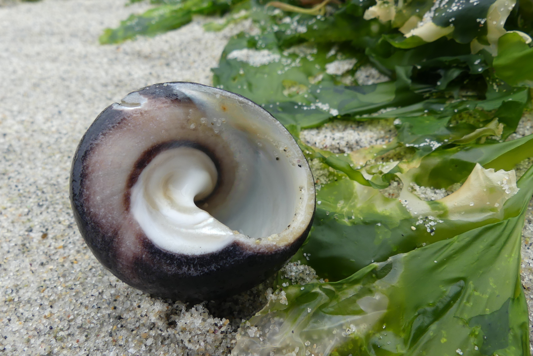 Tegula atra (Lesson, 1830)