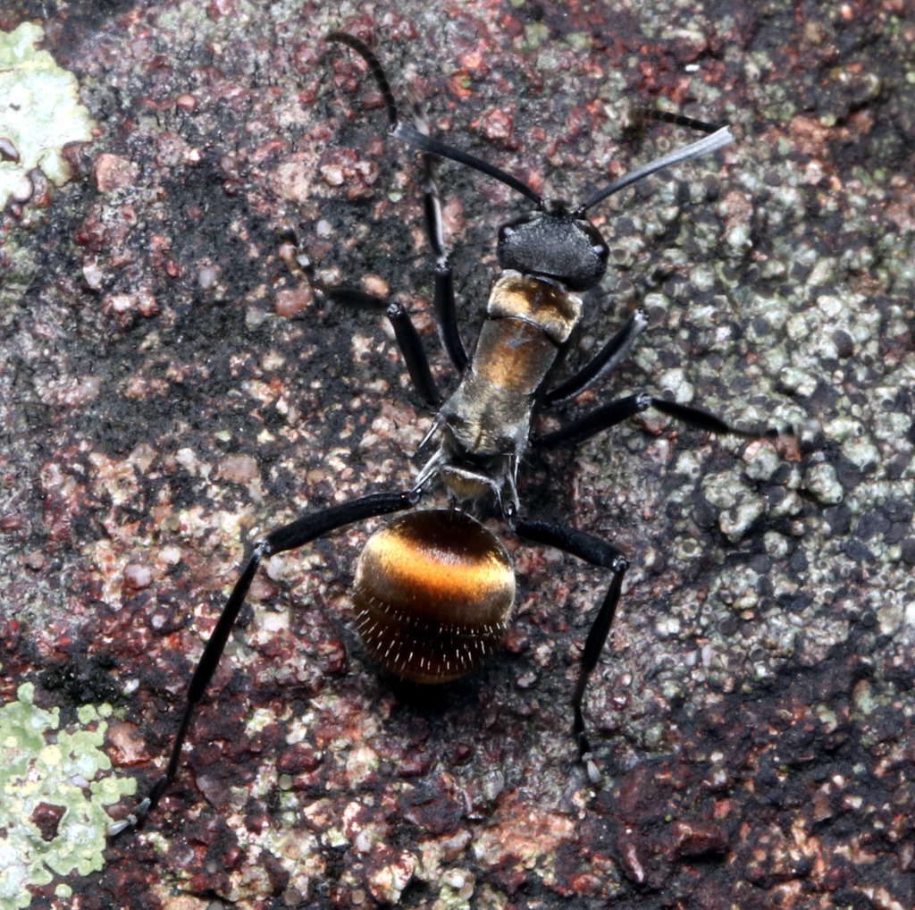 Golden-tailed Spiny Ant in January 2022 by juliegraham173 · iNaturalist