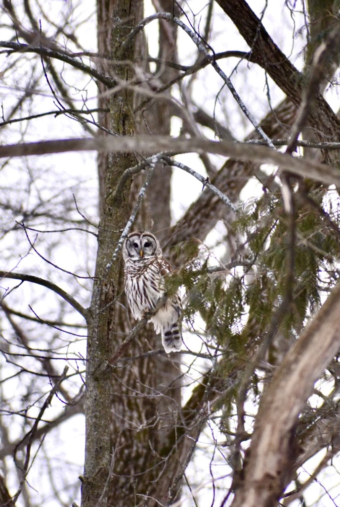 Barred Owl from Forest St, Lake Geneva, WI, US on January 29, 2022 at ...