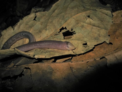 Wucherer's Worm Lizard (Leposternon wuchereri) · iNaturalist