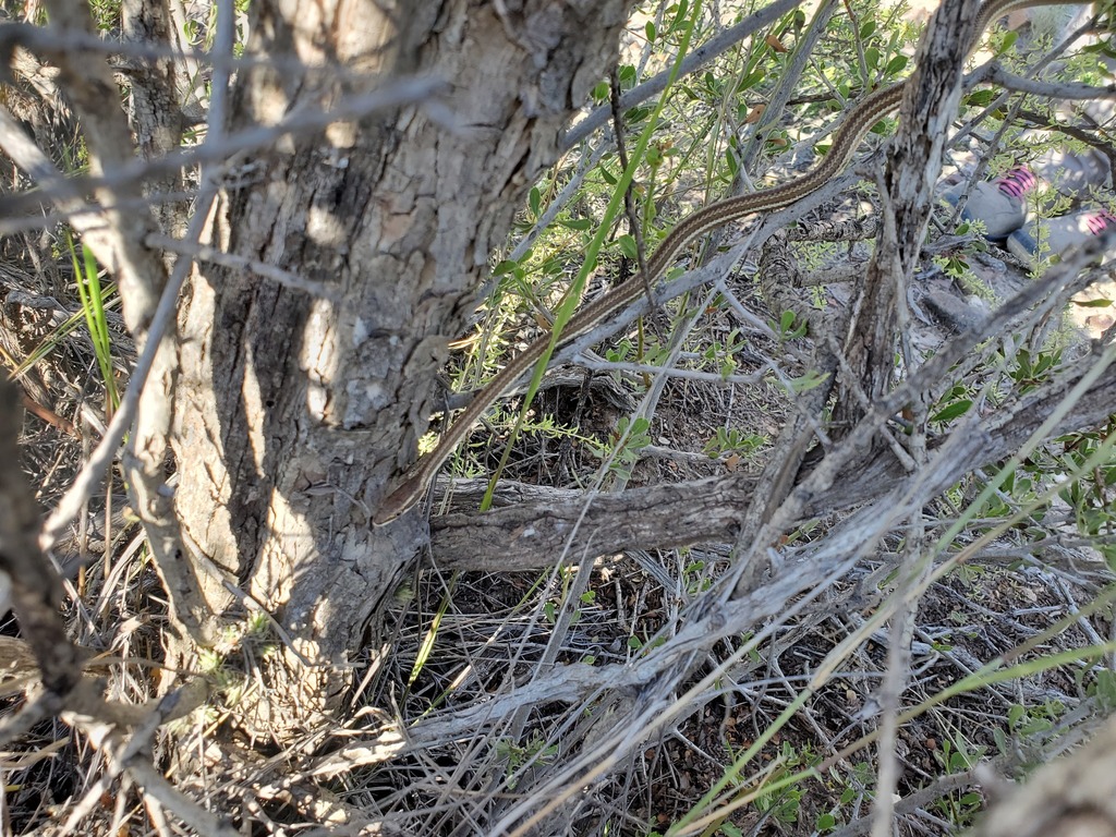 Mousehole Snake from Rivadavia Department, Mendoza Province, Argentina ...