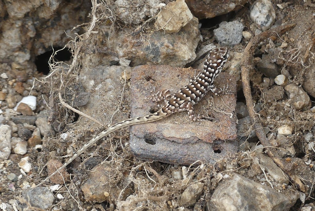 Shiny Smooth-throated Lizard from San Antonio, Valparaíso, Chile on ...
