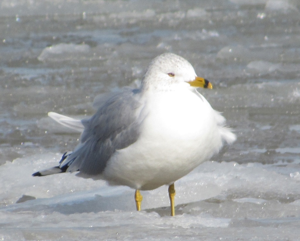 Ring-billed Gull from Kent Narrows, MD, USA on January 31, 2022 at 12: ...