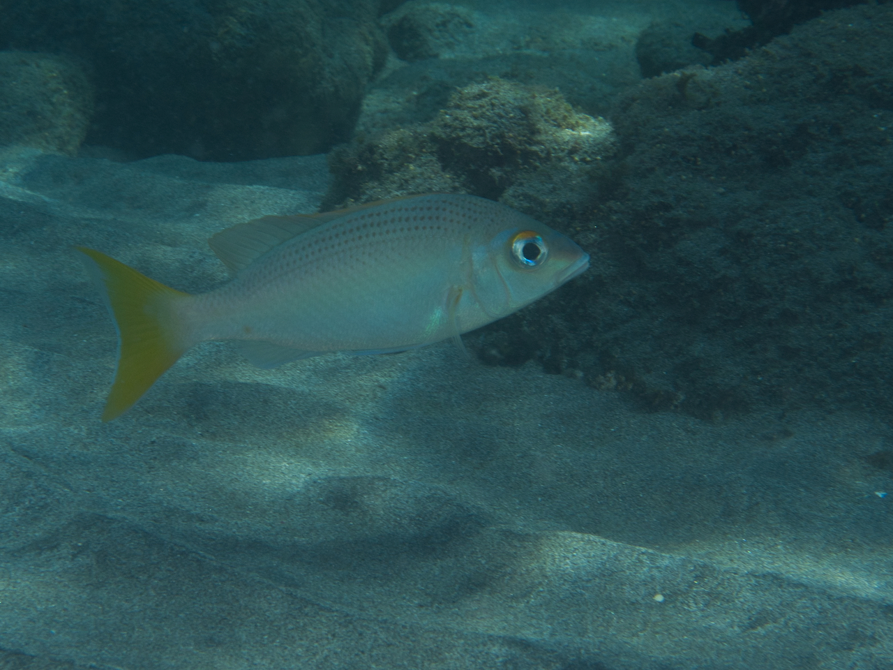 Scolopsis affinis Peters, 1877