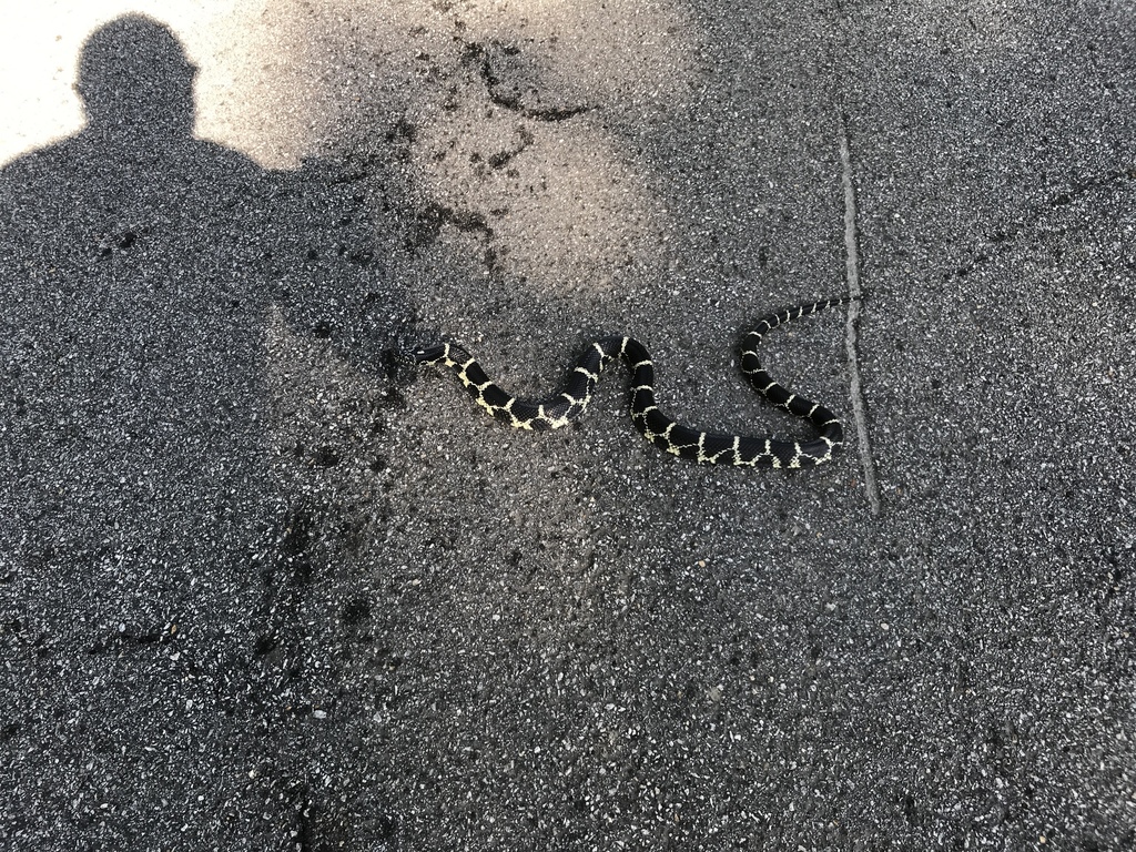 Eastern Kingsnake from 2007–2021 Virgilina Rd, Virgilina, VA, US on May ...