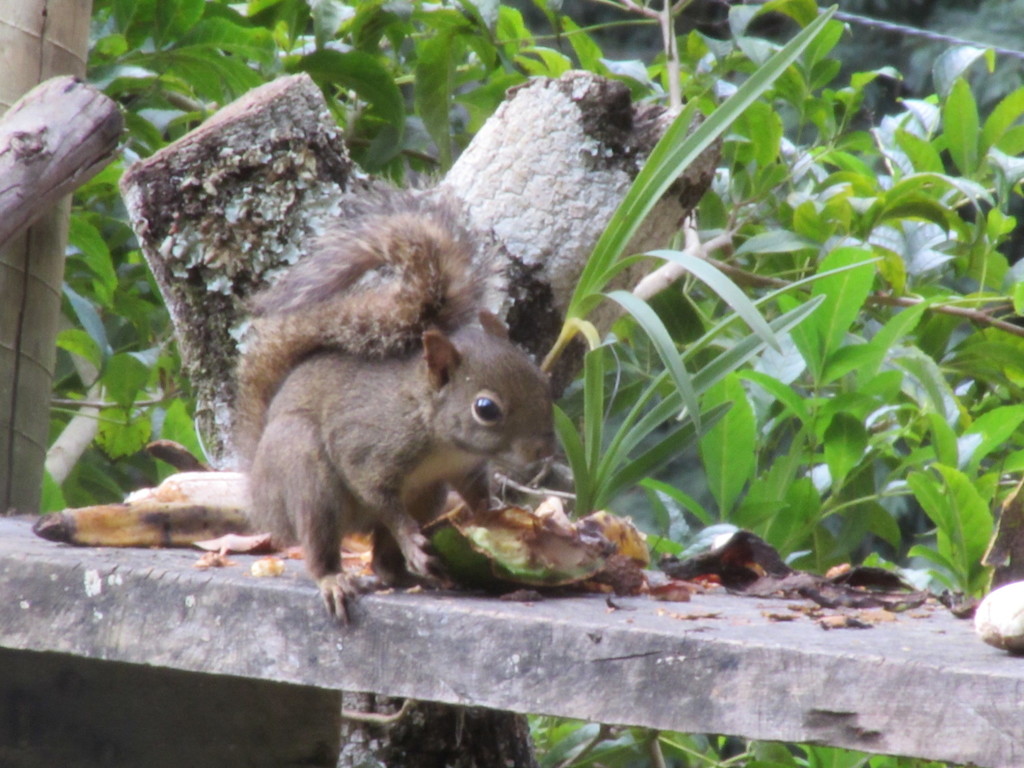 Brazilian Squirrel from Domingos Martins - ES, 29260-000, Brasil on ...
