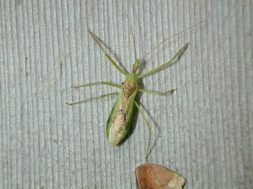 Pale Green Assassin Bug from Bill Paterson Nature Center, Muttontown ...