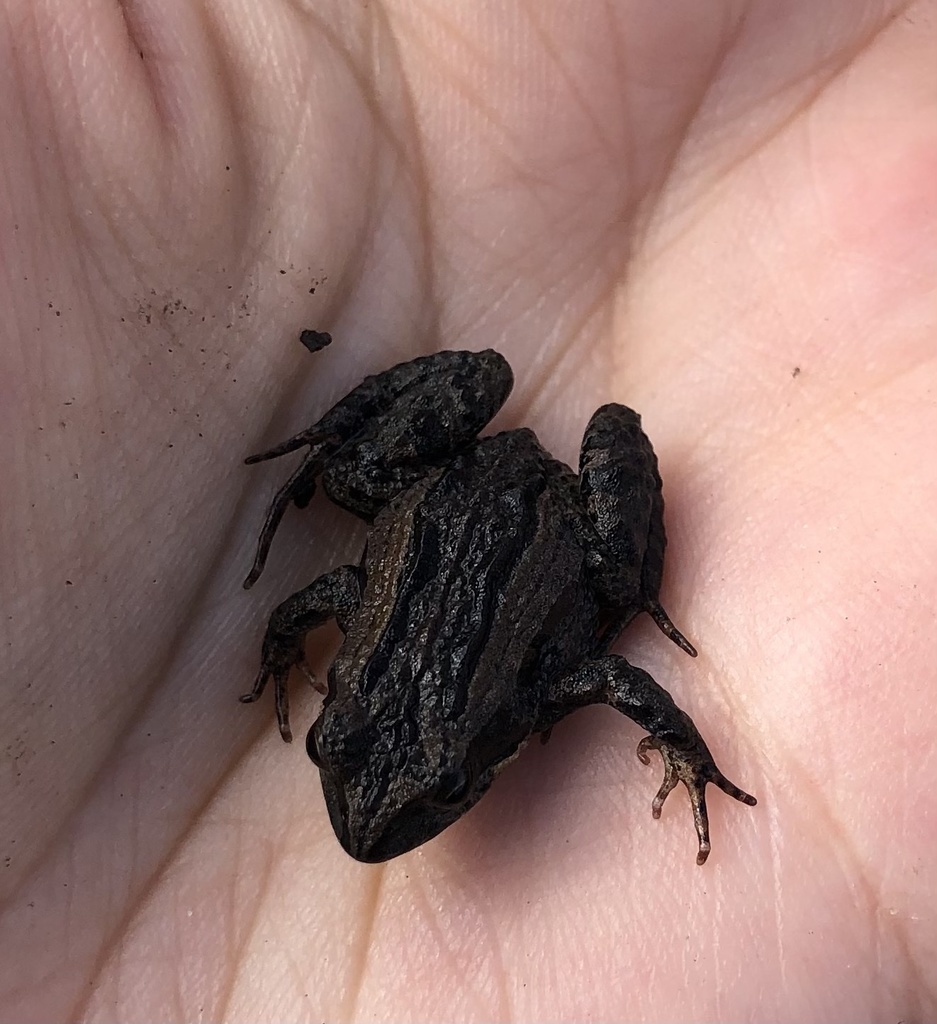 Common Eastern Froglet in February 2022 by danicalockett · iNaturalist