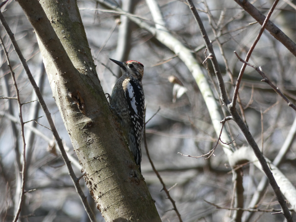 Yellow-bellied Sapsucker from Denton County, TX, USA on January 31 ...