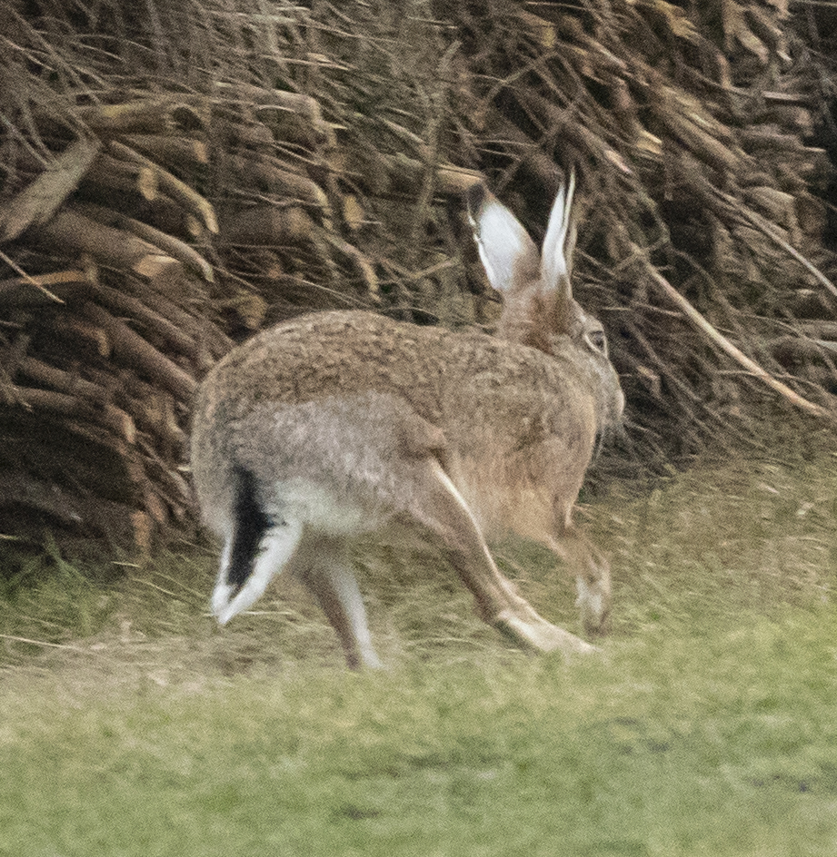 Brown Hare from 25845 Nordstrand, Deutschland on January 28, 2022 at 04 ...