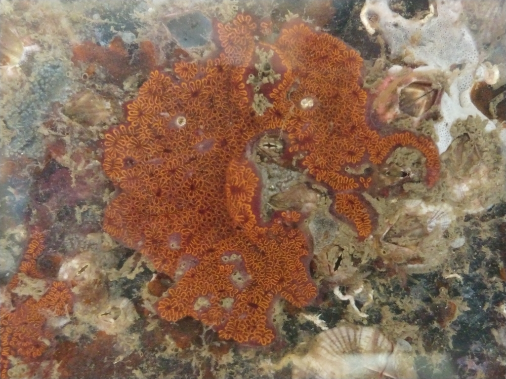 Botrylloides niger from Penha, BR-SC, BR on January 31, 2022 at 03:13 ...