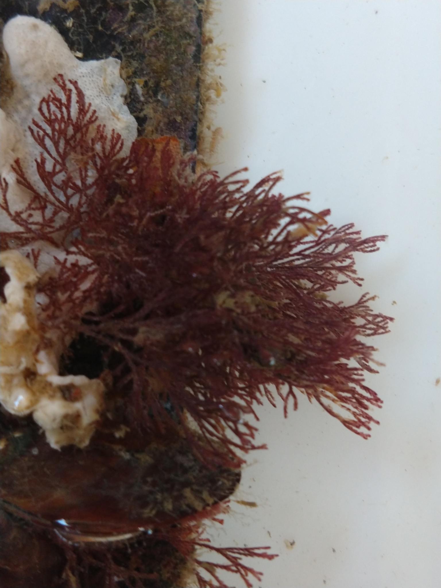 Bugula neritina (Linnaeus, 1758)