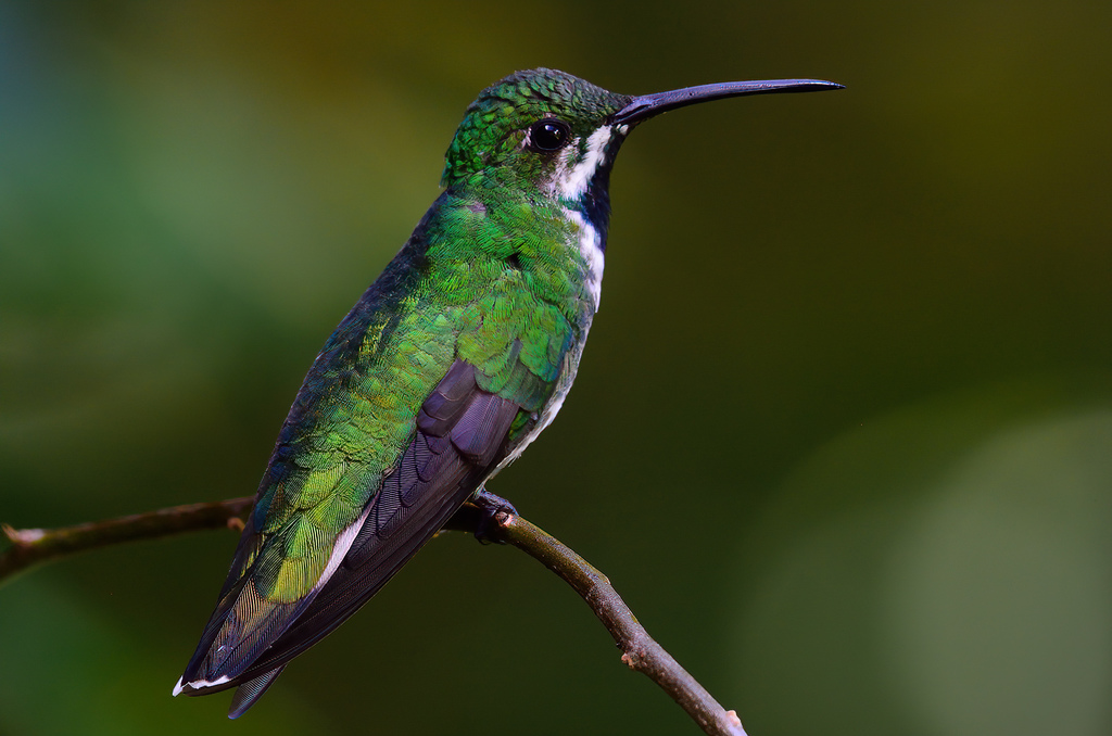 Green-breasted Mango (Anthracothorax prevostii) - Avian Discovery