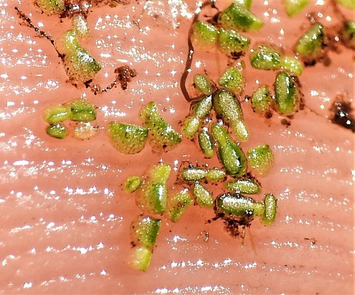 Wolffia angusta · iNaturalist United Kingdom