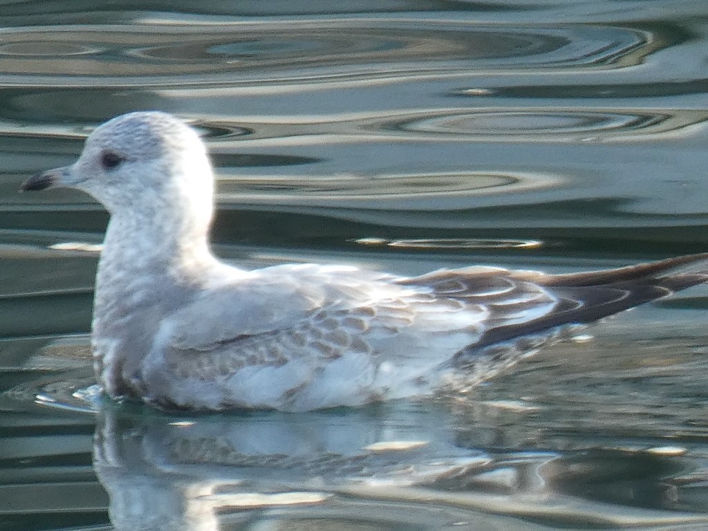 Short-billed Gull from Seattle, WA, USA on January 31, 2022 at 01:13 PM ...
