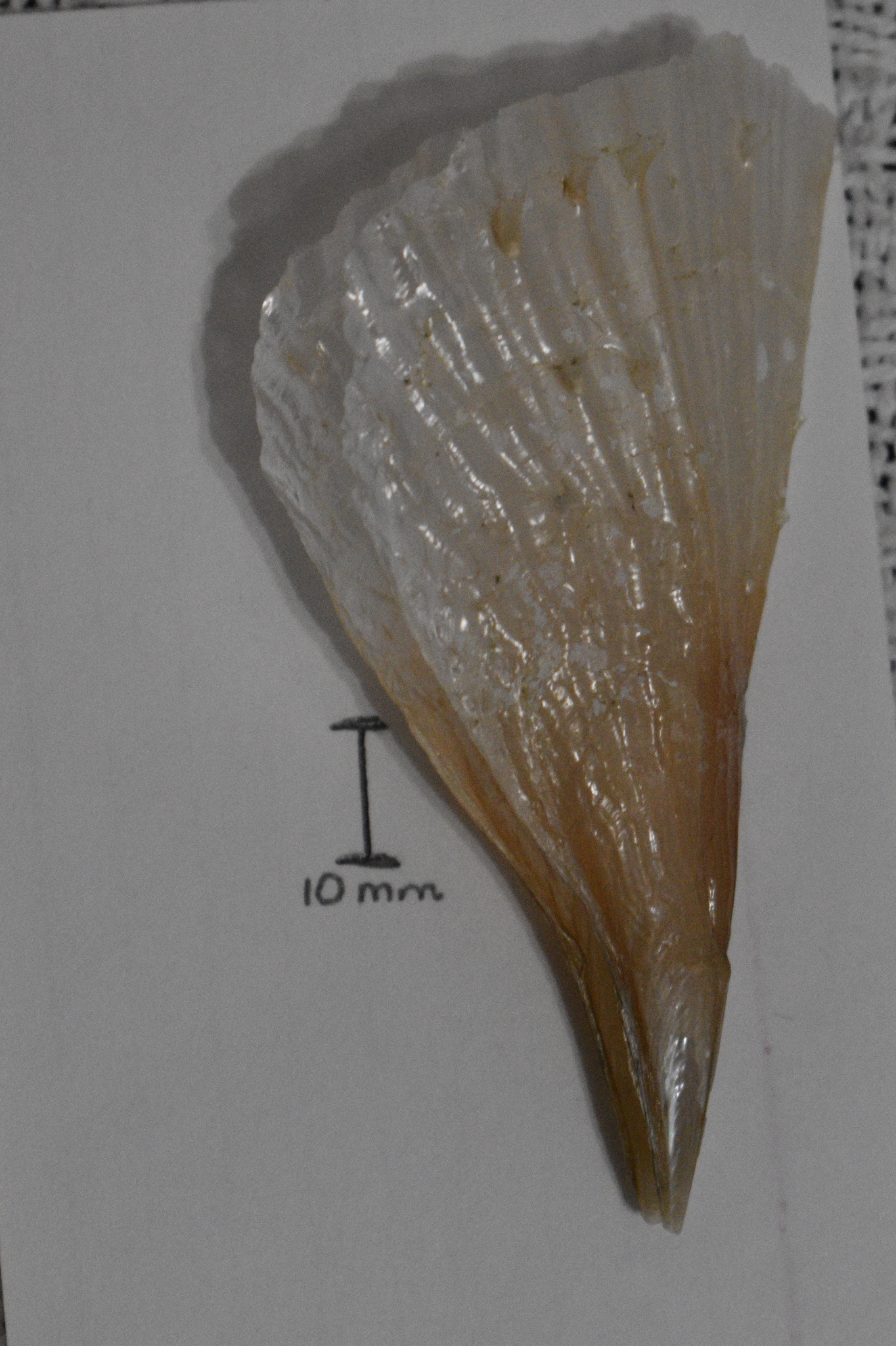 Pinna carnea Gmelin, 1791