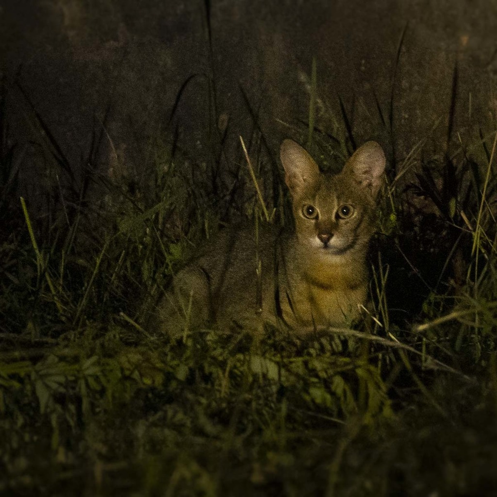 Indian Jungle Cat (Felis chaus affinis) - Know Your Mammals
